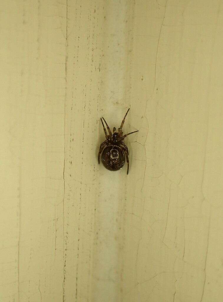 False Widow Spiders from Columbia-Shuswap, BC, Canada on June 29, 2023 ...