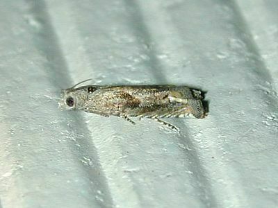 Epiblema minutana from Floyd Bennet Field, Brooklyn, NY, USA on August ...