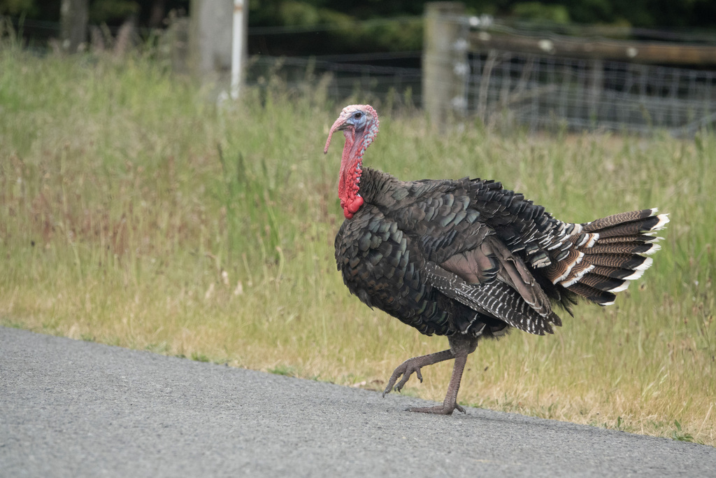 Domestic Turkey from Leeston, New Zealand on November 9, 2023 at 10:40 ...