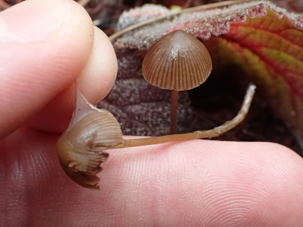Psilocybe pelliculosa in December 2023 by Ethan Gilmore. Blue bruising ...