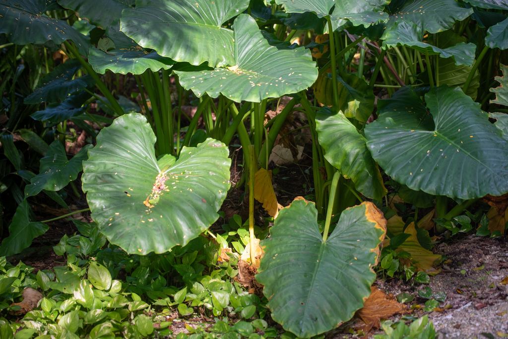giant taro from 77734 Barceló Maya, Q.R., Mexico on December 1, 2023 at ...
