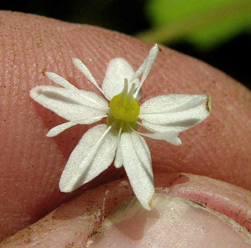wood saxifrage in May 2009 by Bruce Newhouse · iNaturalist
