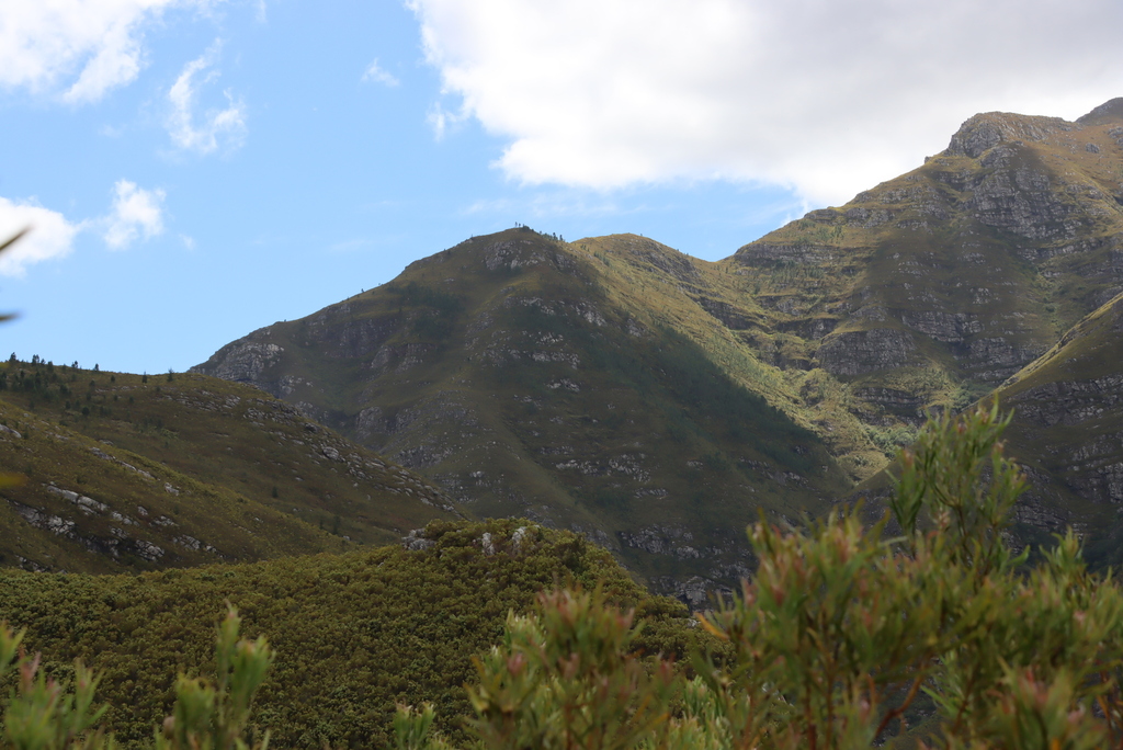 pines from from Marloth Trail, day 4, Die Plaat (Kruispad to Wolfkloof ...
