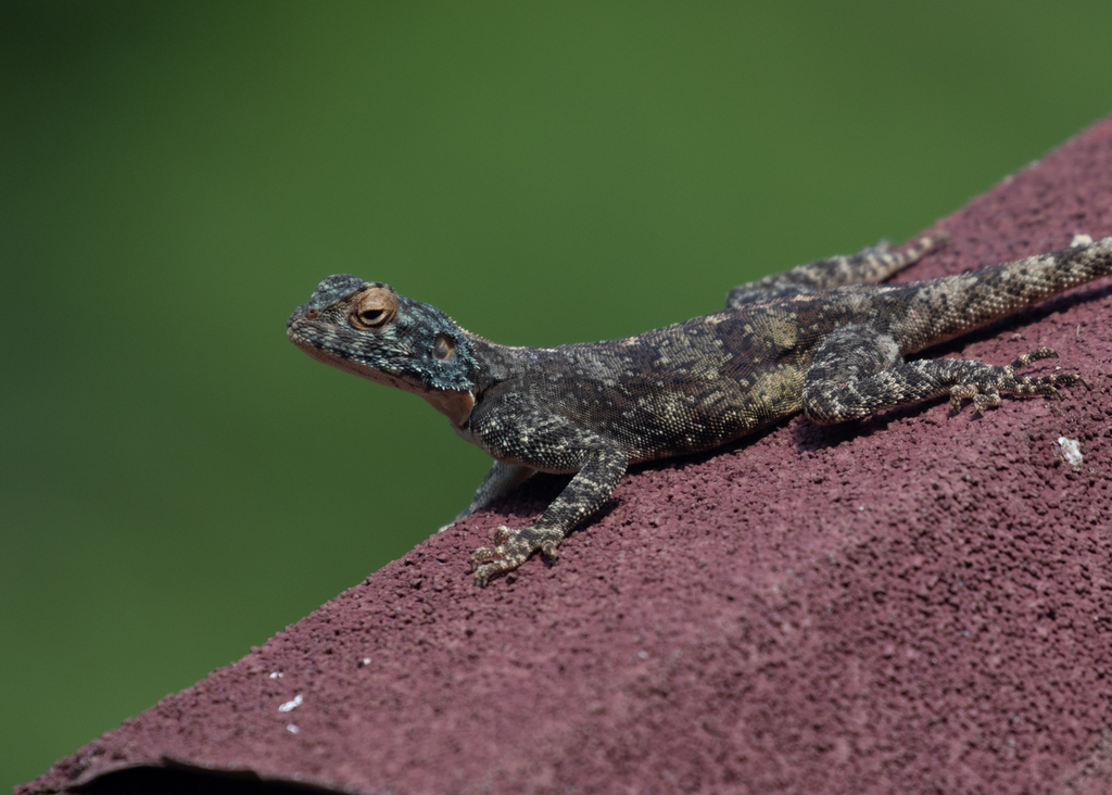 Southern Rock Agama from Pilanesberg National Park, NW, South Africa on ...