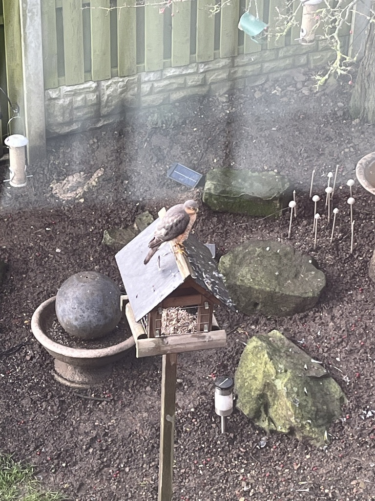 Eurasian Sparrowhawk from Thurgoland Hall Fold, Sheffield, England, GB ...