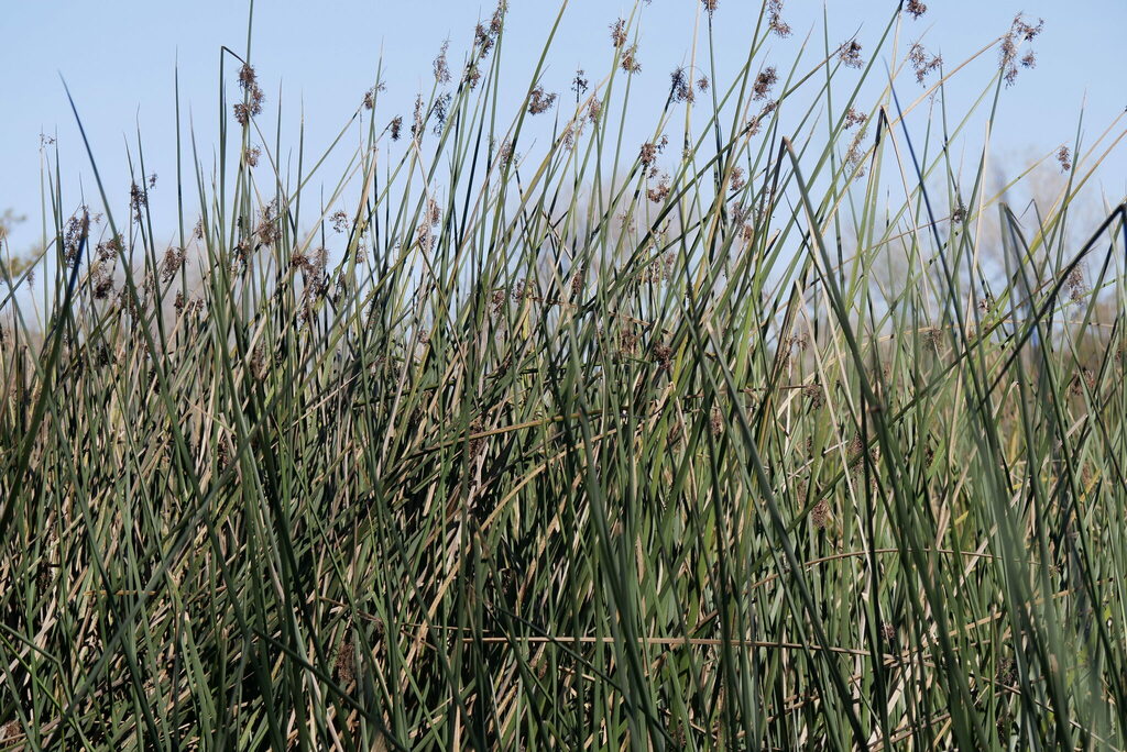 California bulrush from Kumeyaay Lake, San Diego on December 10, 2023 ...