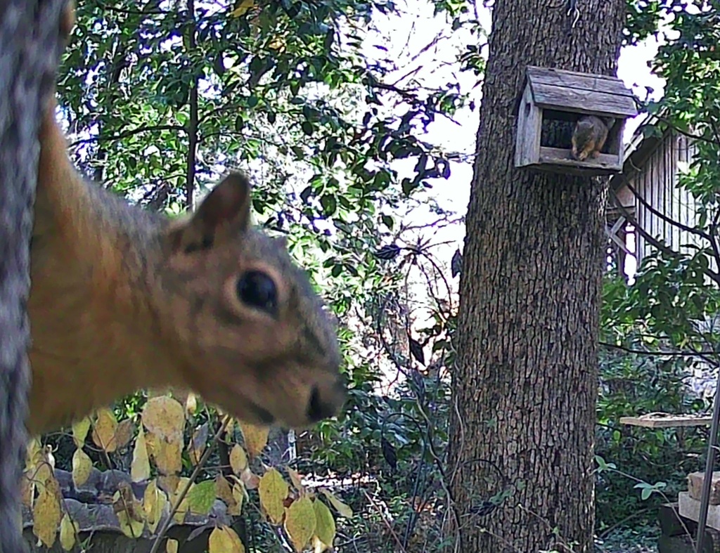 Fox Squirrel from Fort Worth, TX, USA on December 11, 2023 at 01:38 PM ...