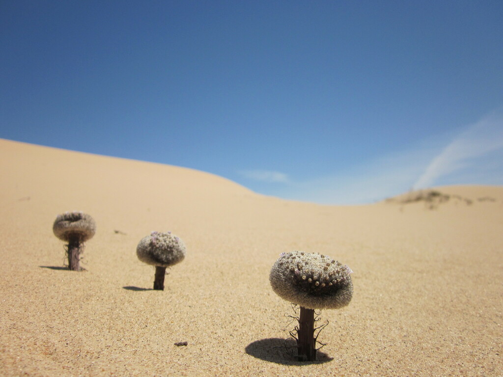 Sand Food in April 2013 by Duncan Bell · iNaturalist