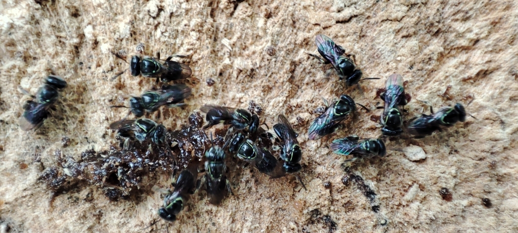 Plebeia frontalis from Boca del Río, MX-VE, MX on December 11, 2023 at ...