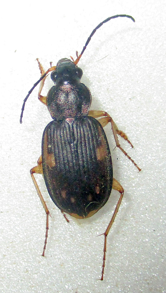 Vivid Metallic Ground Beetles from Serowe Botswana on November 25, 2023 ...