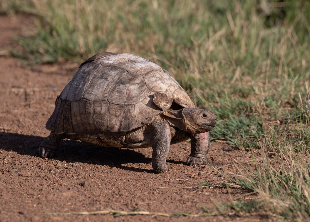 Leopard Tortoise from Pilanesberg National Park, NW, South Africa on ...