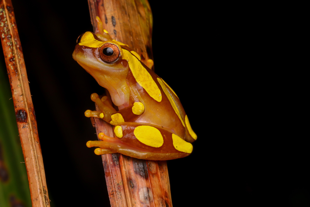 Clown Tree Frog from Ferreira Gomes - AP, Brasil on December 2, 2023 at ...