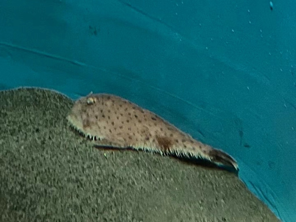 Coffinfish (Chaunax abei) - Marine Life Identification