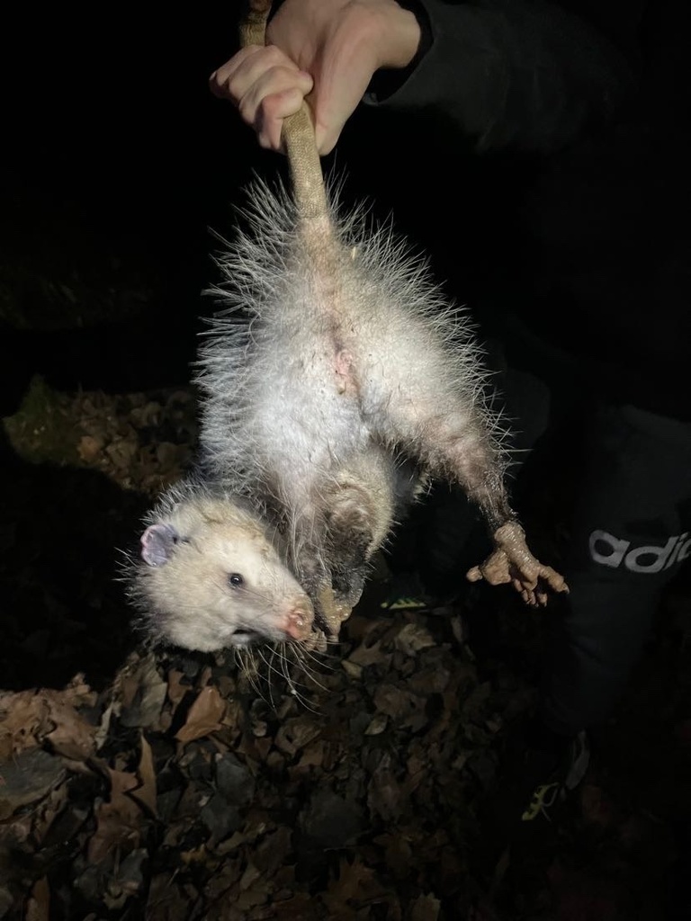 Virginia Opossum from Columbia, MO, US on December 11, 2023 at 02:16 PM ...