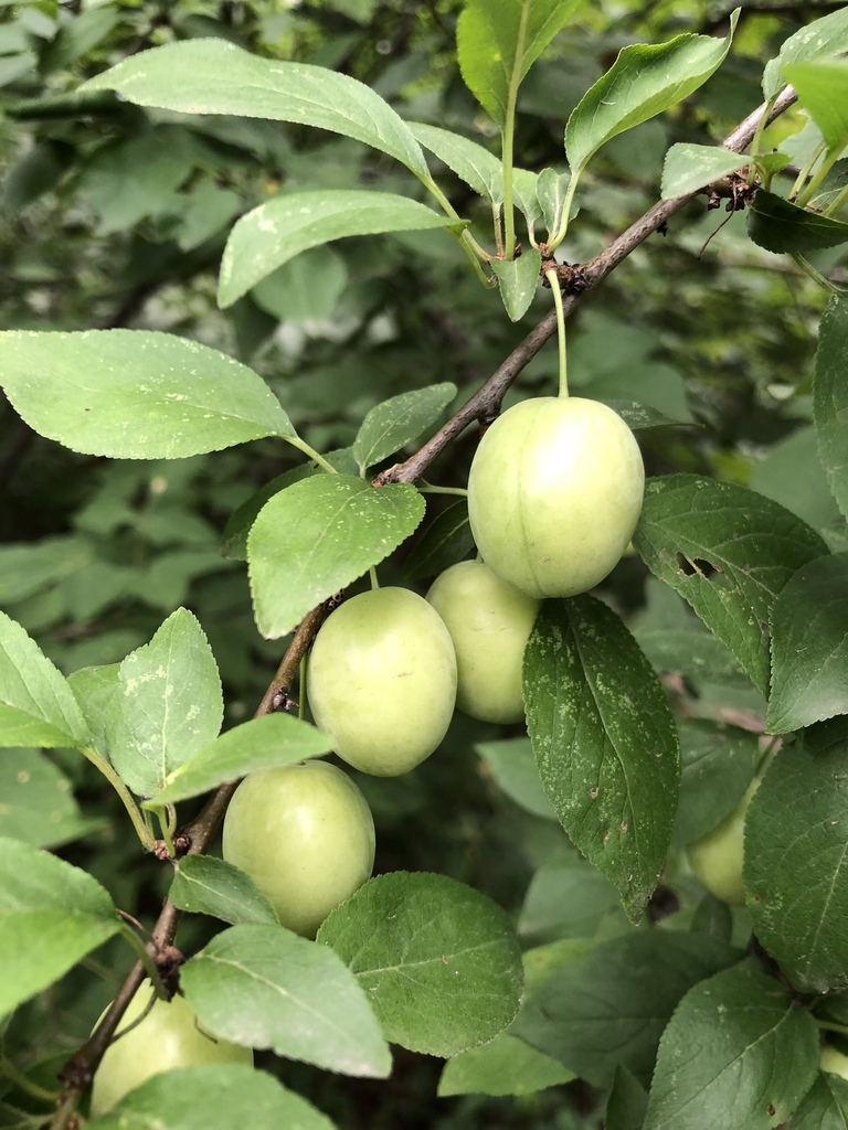 Plum (Prunus domestica) - Botanical Realm