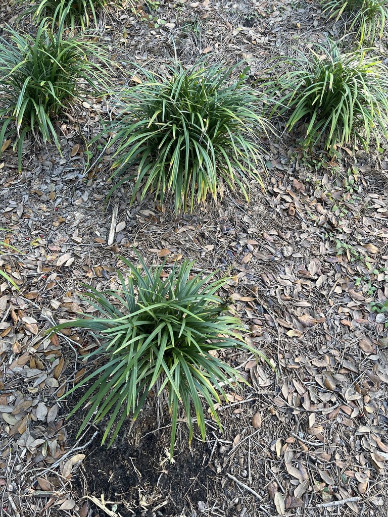 Dwarf Lily-turf from Old Bainbridge Rd, Tallahassee, FL, US on December ...