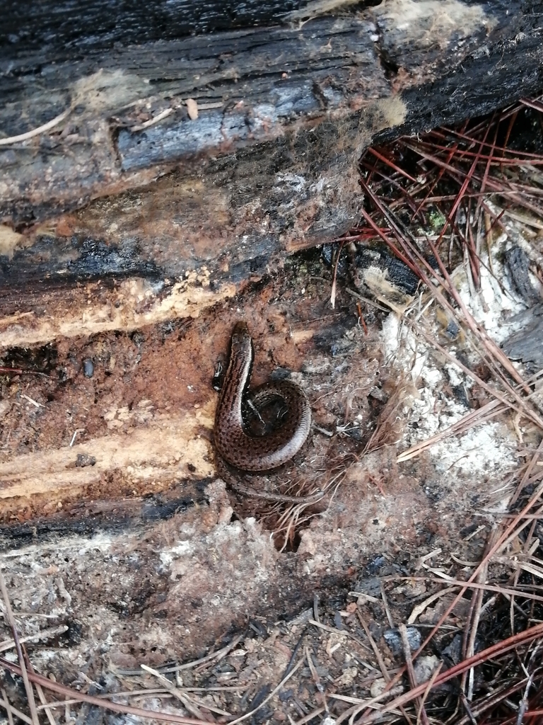 Cope's Galliwasp from Pedernales, Dominican Republic on March 3, 2022 ...