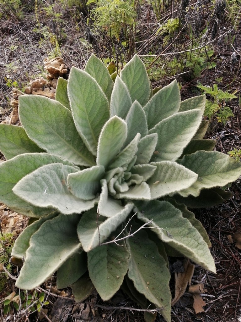 great mullein from Duvergé, Dominican Republic on June 16, 2021 at 04: ...