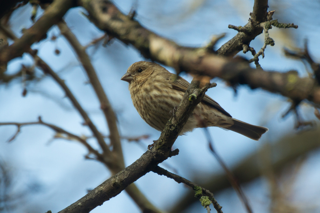 House Finch in December 2023 by Stella Tea · iNaturalist