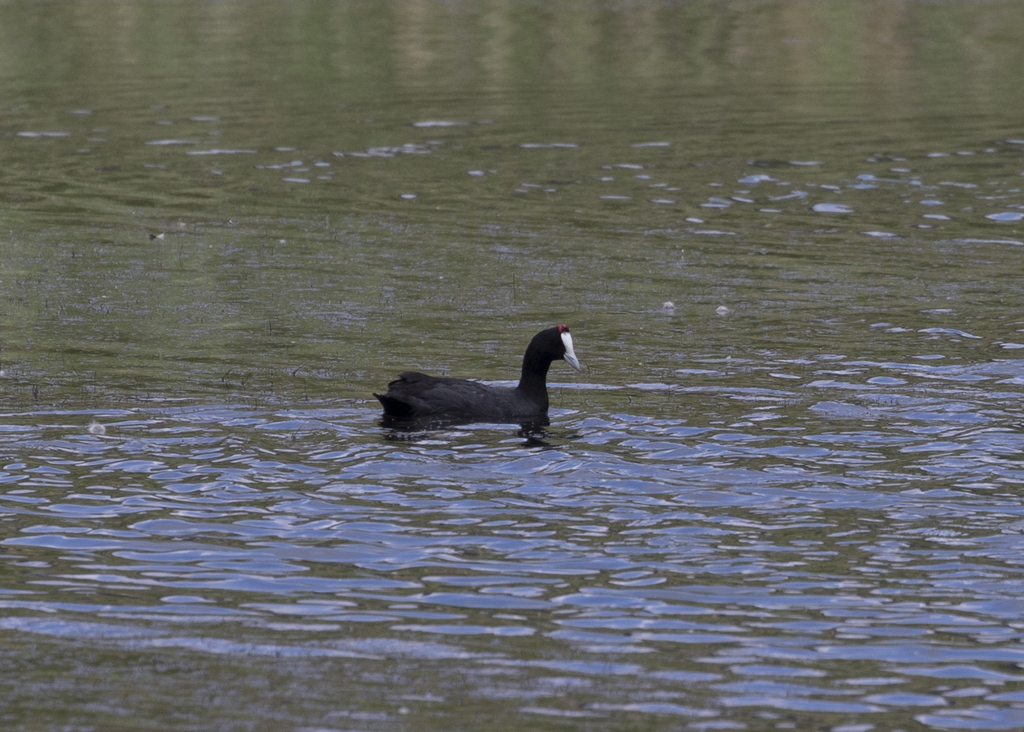 Red-knobbed Coot from Clarens, South Africa on March 5, 2023 at 11:18 ...