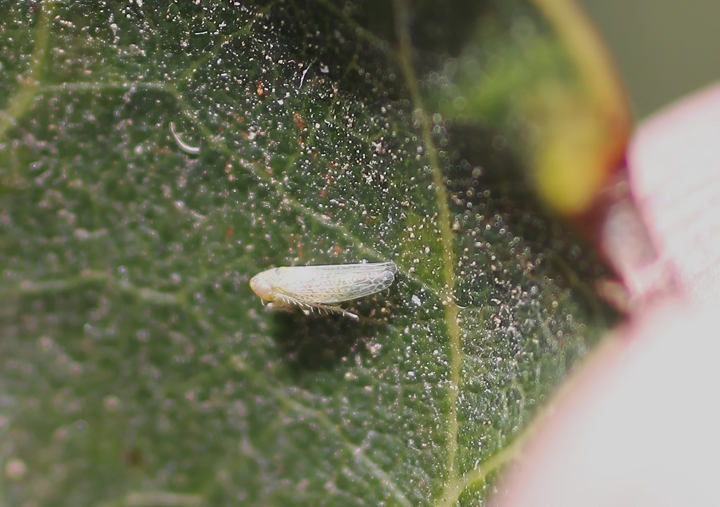 Hebata from Los Nietos, La Habra, CA 90631, USA on December 11, 2023 at ...