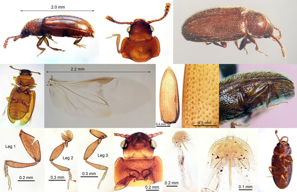 Cryptophilus propinquus from Lausanne, Switzerland on August 16, 2020 ...