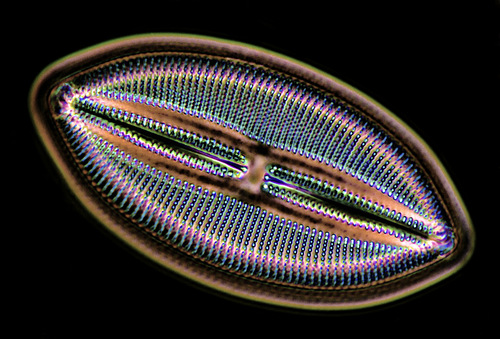 Genus Lyrella · iNaturalist