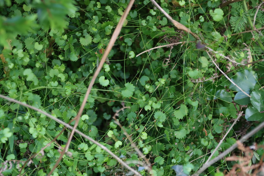 Centella callioda from Marloth Trail, Wolfkloof Hut, on Keurbooms River ...
