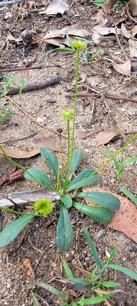 slender bottle-daisy from Beecroft Rd at Welham St, Beecroft NSW 2119 ...