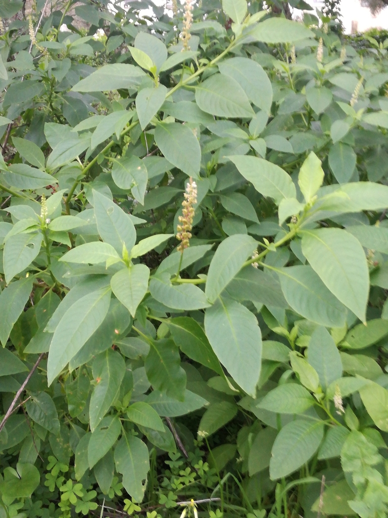 Mexican pokeweed from Tapada da Ajuda on December 11, 2023 at 04:16 PM ...
