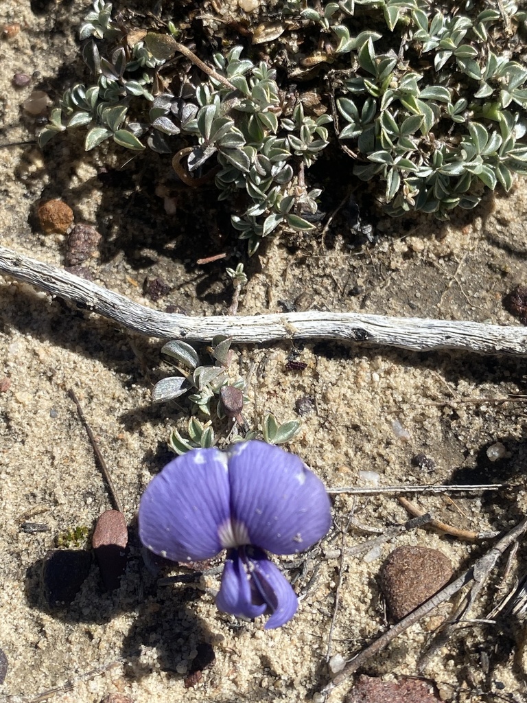 Lotononis filiformis from Langeberg, WC, ZA on December 11, 2023 at 09: ...