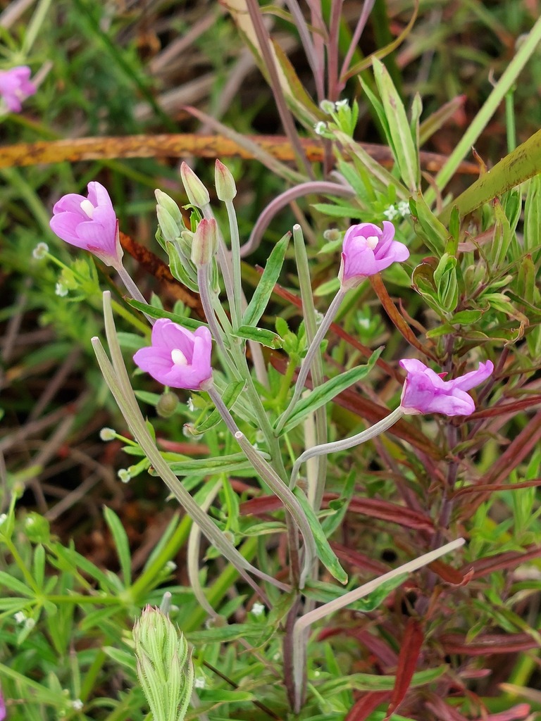 Swamp Willowherb from Mount Compass SA 5210, Australia on November 26 ...