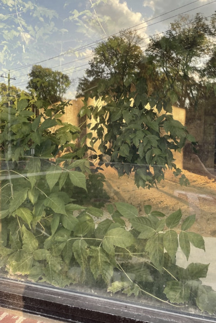 box elder from Mississippi State University, Starkville, MS, US by Nate ...