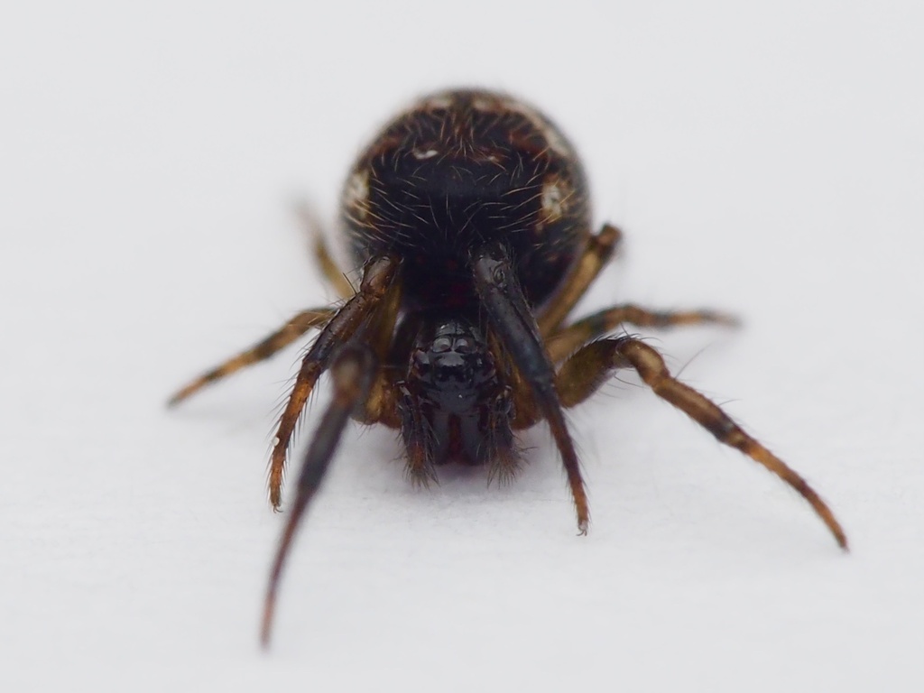 Baalzebub from North Island, Kaeo, Northland, NZ on December 12, 2023 ...