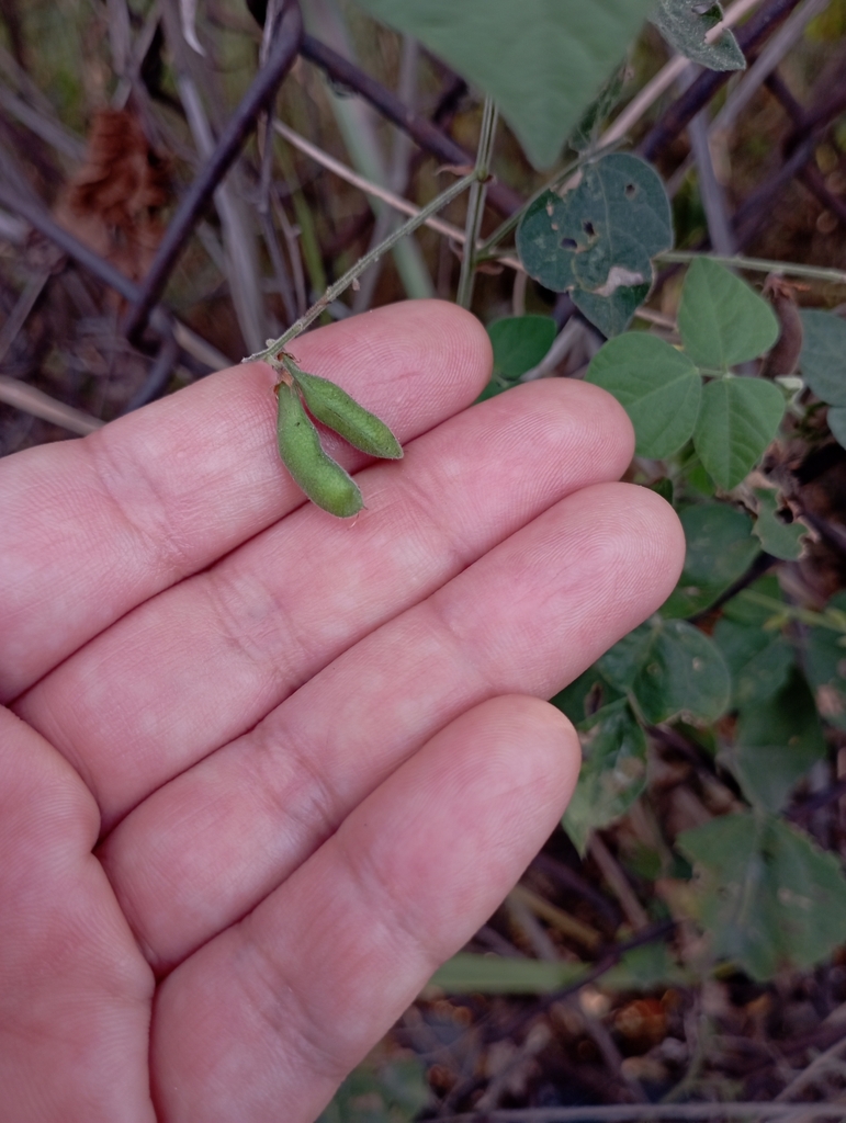 Phaseoleae from Oaxtepec, Mor., México on December 9, 2023 at 04:44 PM ...