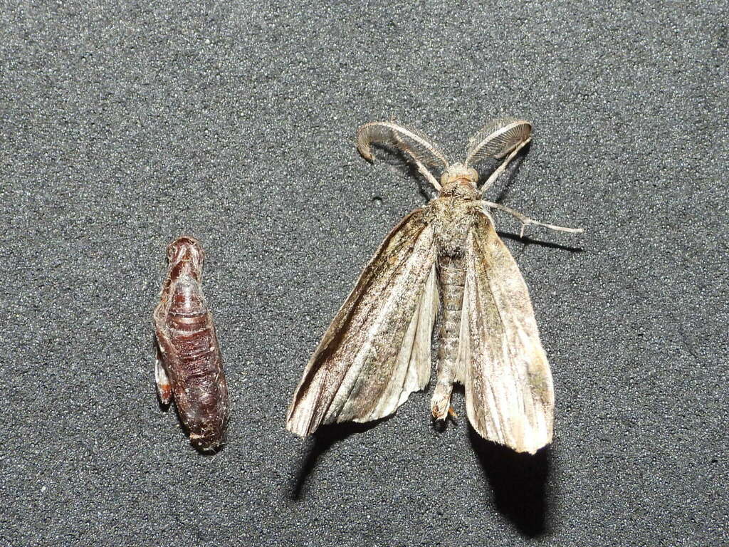 Butterflies and Moths from Concepcion, Bío Bío, Chile on November 21 ...