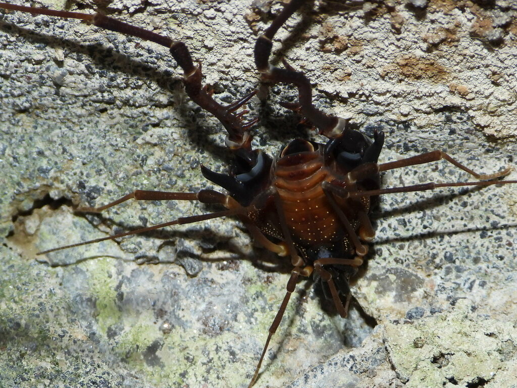 Sadocus asperatus from Concepcion, Bío Bío, Chile on November 29, 2023 ...