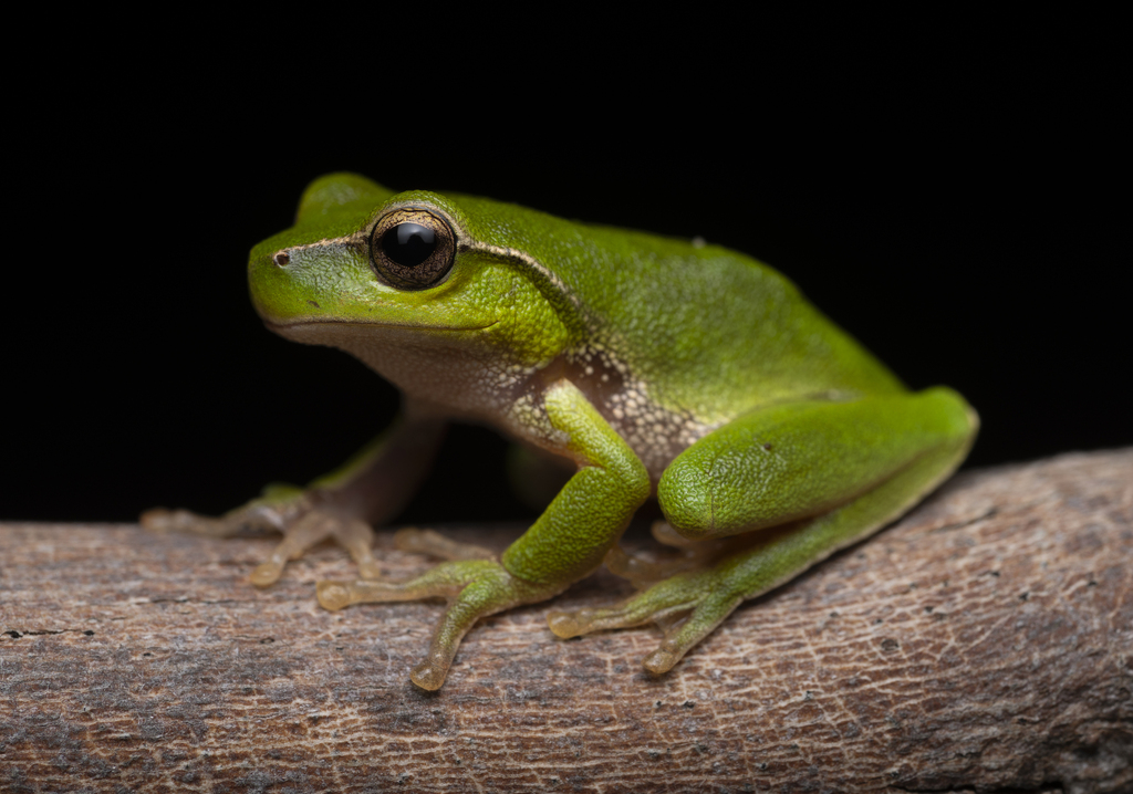 Leaf Green Tree Frog from Holsworthy NSW 2173, Australia on December 5 ...