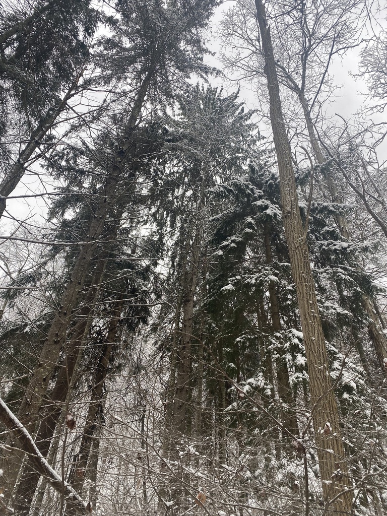 Norway spruce from Mill Run Ln, Elkins, WV, US on December 11, 2023 at ...