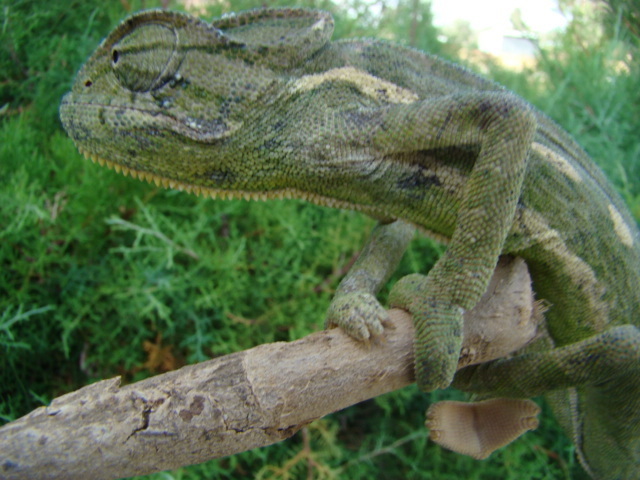 African Chameleon from Hashengu Forest Reserve, 1, Ethiopia on May 24 ...