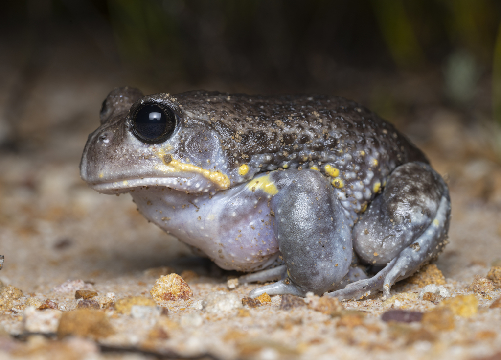 Giant Burrowing Frog from Palona NSW 2232, Australia on November 9 ...