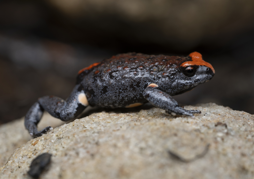 Red-crowned Brood Frog from Warumbul NSW, Australia on November 9, 2023 ...