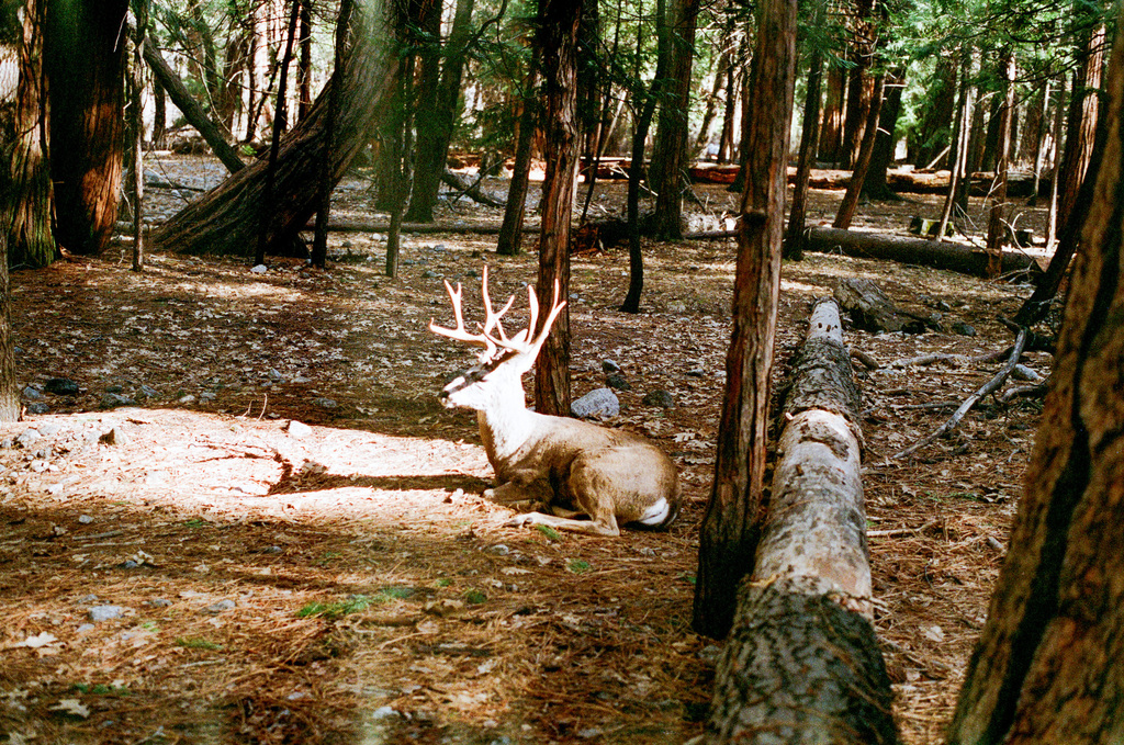 Mule Deer from Mariposa County, CA, USA on September 2, 1993 at 03:12 ...