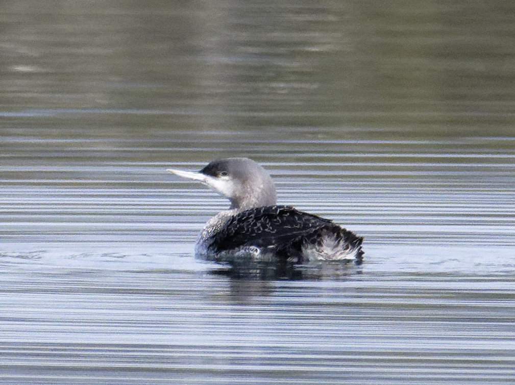 Red-throated Loon from Oakland, CA, USA on December 10, 2023 at 10:49 ...
