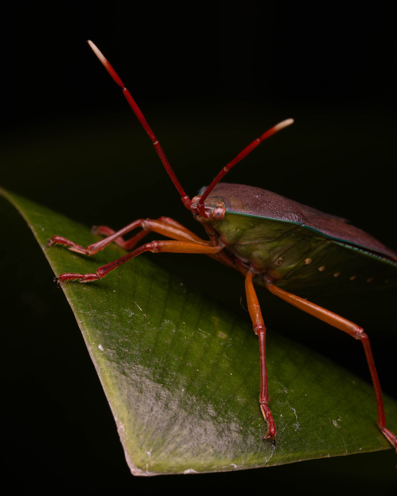 Lychee Stink Bug from Tamborine National Park, Cedar Creek, QLD, AU on ...