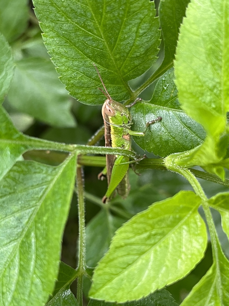 Chinese rice grasshopper in December 2023 by Nakatada Wachi · iNaturalist