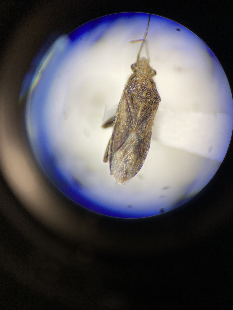 Neortholomus scolopax from University of Wisconsin - Stout, Menomonie ...
