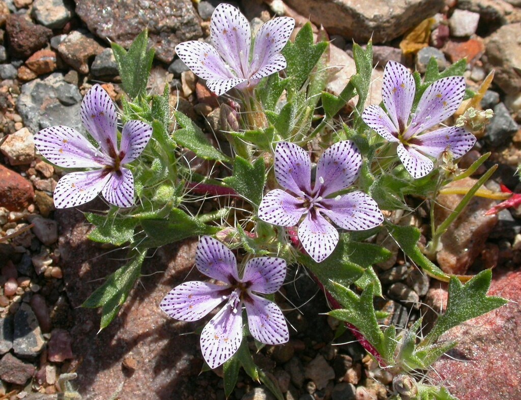lilac sunbonnet from San Bernardino County, CA, USA on March 13, 2005 ...