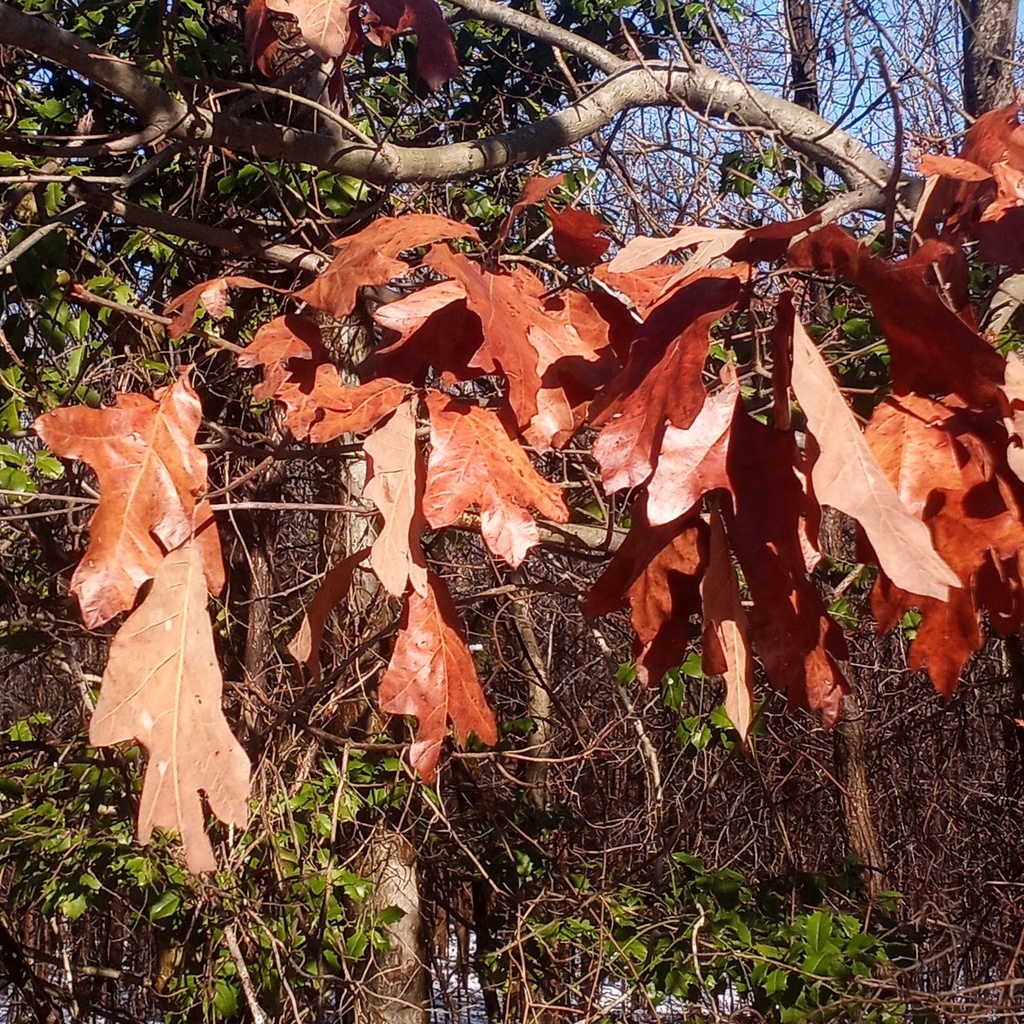 southern red oak from Charles County, MD, USA on December 11, 2023 at ...