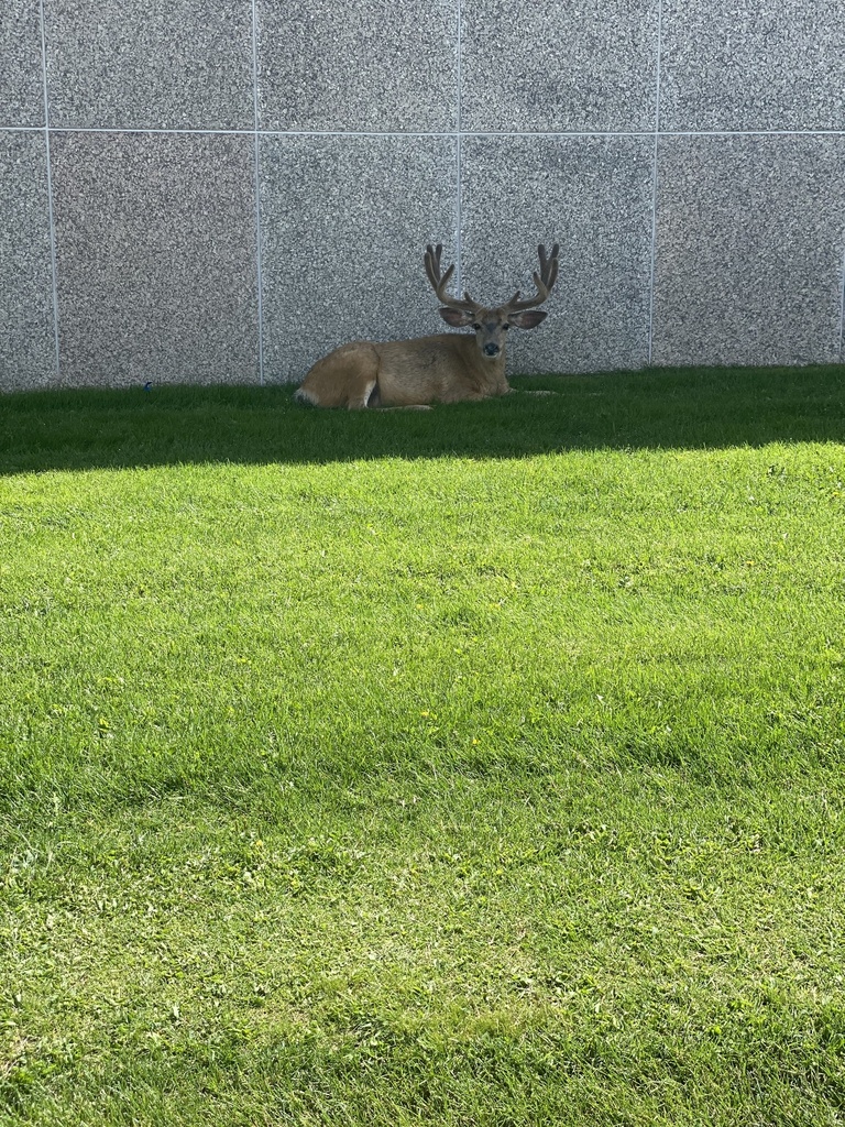 Mule Deer from United States Air Force Academy, Usaf Academy, CO, US on ...